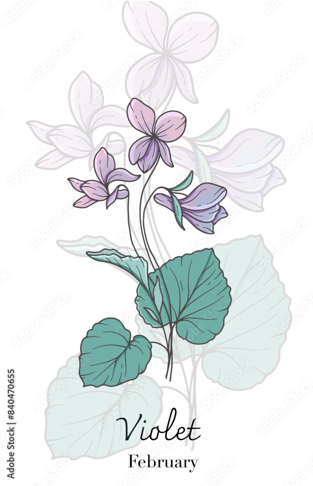 Violet Line Art. Violet flower vector Illustration. February Birth ...