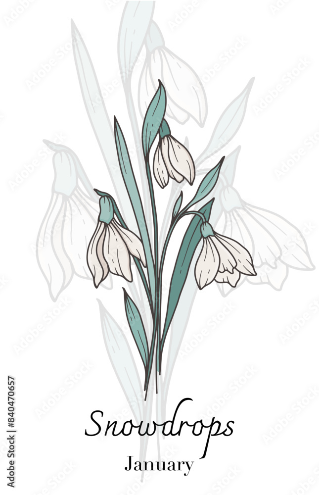 Snowdrops Line Art. Snowdrops flower vector Illustration. January Birth ...