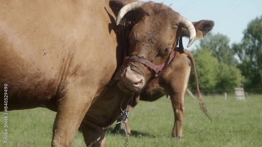 A domestic dairy cow in a halter and with cattle ear tags on her ears ...