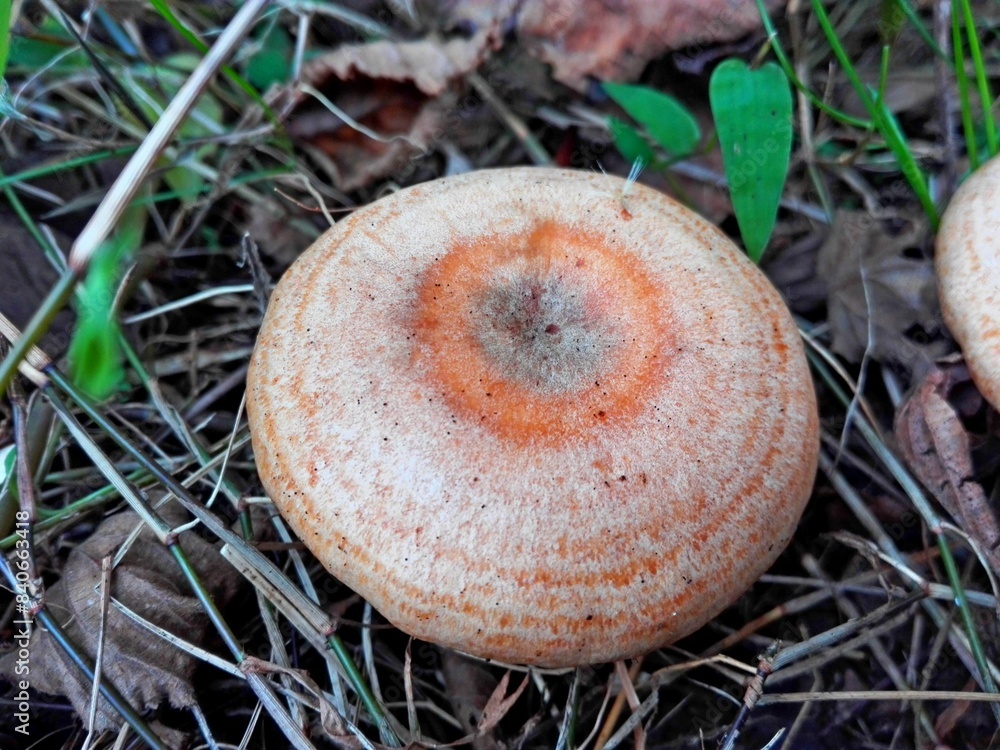 Saffron milk cap mushroom (Lactarius deliciosus) in forest background ...