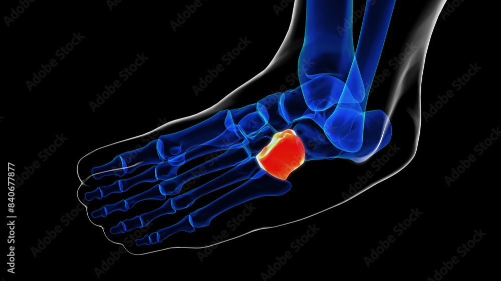 Cuboid bone foot bones anatomy for medical Concept 3D rendering Stock ...