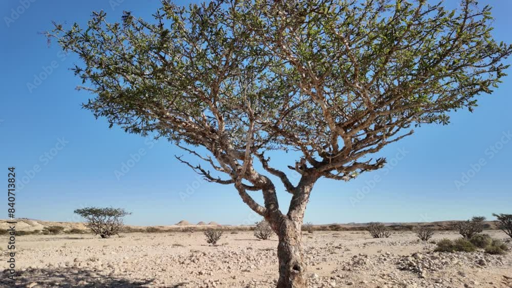 A big Frankincense Tree in Wadi Dawkah Natural Park in Oman is renowned ...