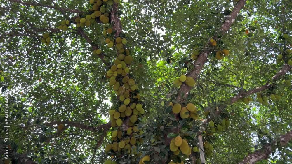 tree with many fruits jack fruit national fruit of Bangladesh is ...