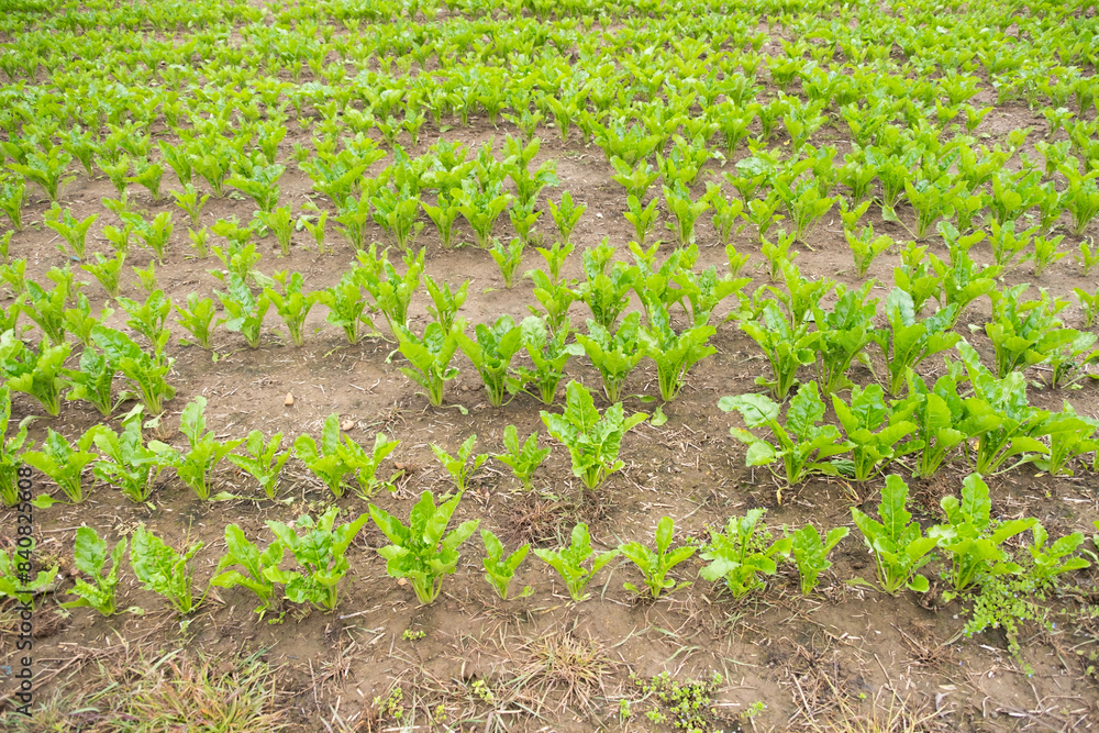 Vibrant fodder beet fields contribute to effective livestock feed ...