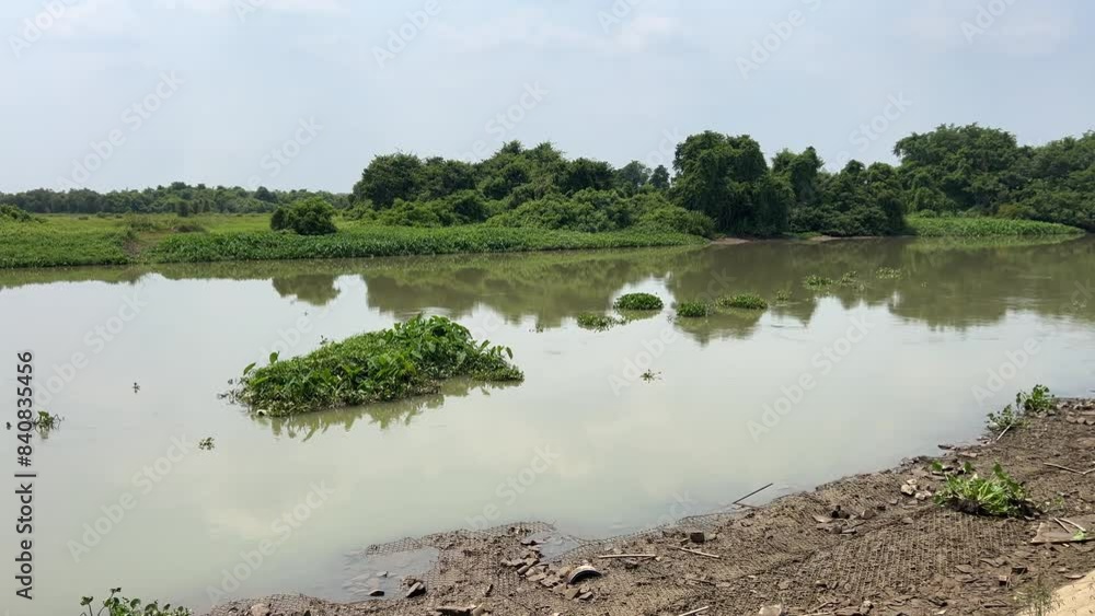 Water hyacinth Eichornia crassipes is a type of floating aquatic plant ...