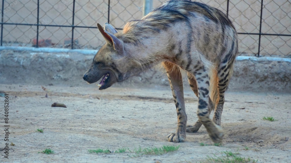 Striped Hyena showing its powerful jaws. Striped hyena laughing or ...