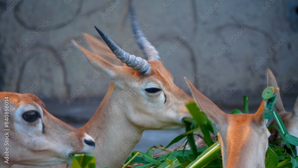 flock of black bucks in park , The black buck, also known as the Indian ...