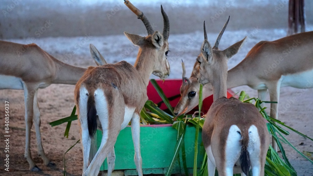 flock of black bucks in park , The black buck, also known as the Indian ...