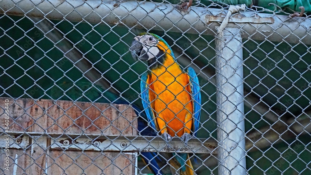 Blue-and-yellow macaw in cage. Blue and yellow Macaw Parrot trapped in ...