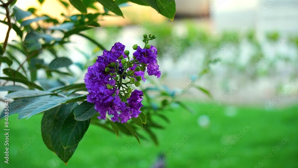 Lagerstroemia, commonly known as Crape myrtle, is a genus of around 50 ...