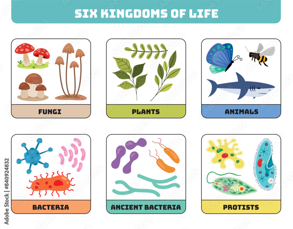Diagram Showing Six Kingdoms Of Life Stock Vector | Adobe Stock