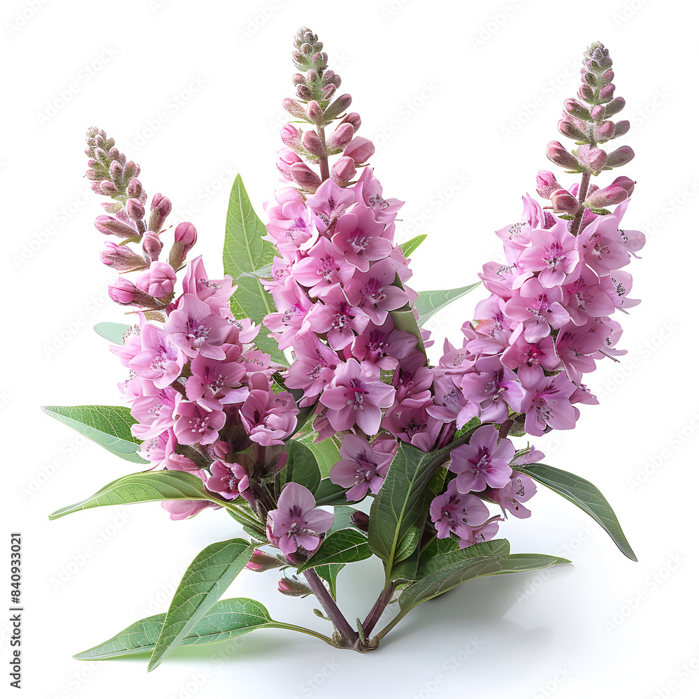 beautiful buddleja blooming in cottage garden. close up of pink ...