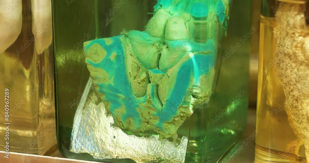 Cattle brain. Blue cow brain in flask. Anatomy of brain, convolutions ...