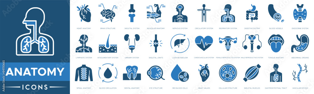 Anatomy icon set. Heart Anatomy, Brain Structure, Skeletal System ...
