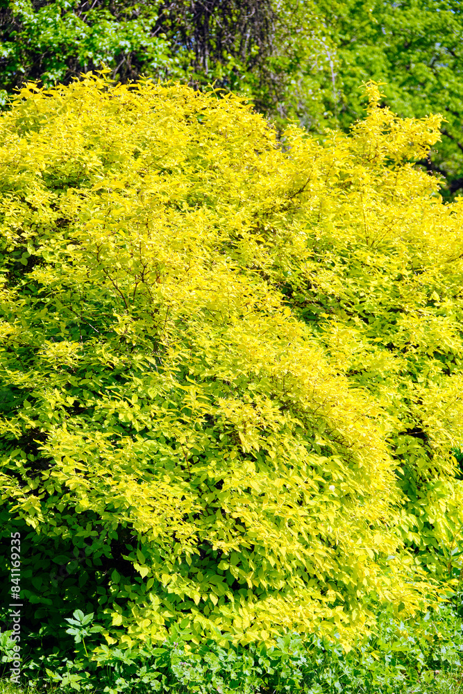 Spiraea japonica Ornamental shrub A species of deciduous ornamental ...