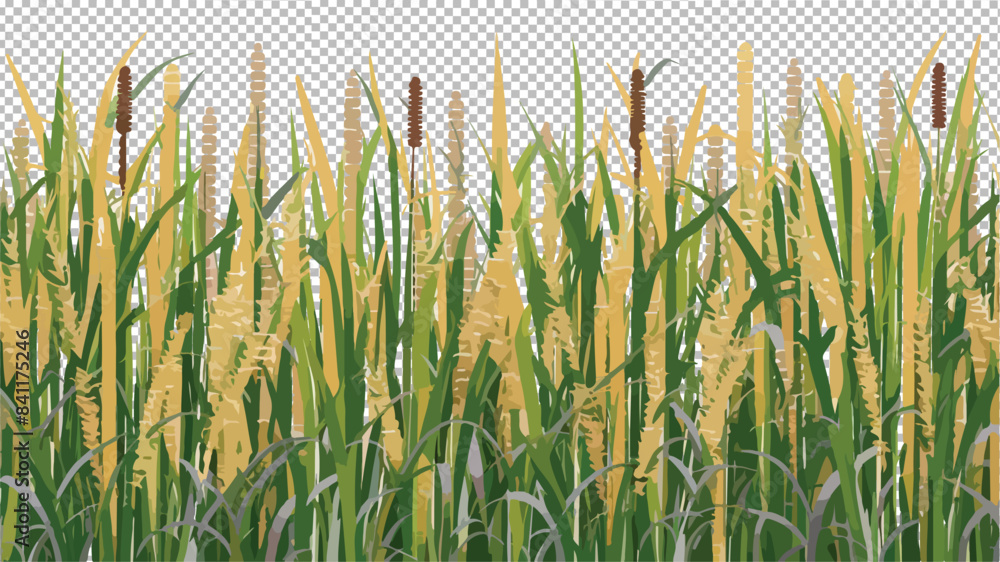 Mixed prairie grass bed featuring tall bluestem and switchgrass, ideal ...