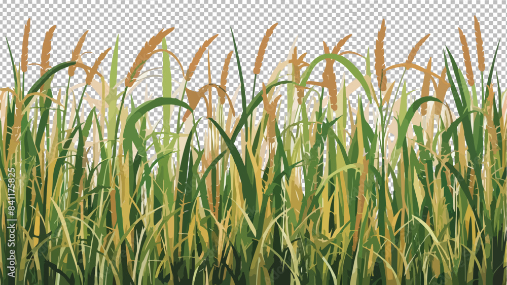 Mixed prairie grass bed featuring tall bluestem and switchgrass, ideal ...