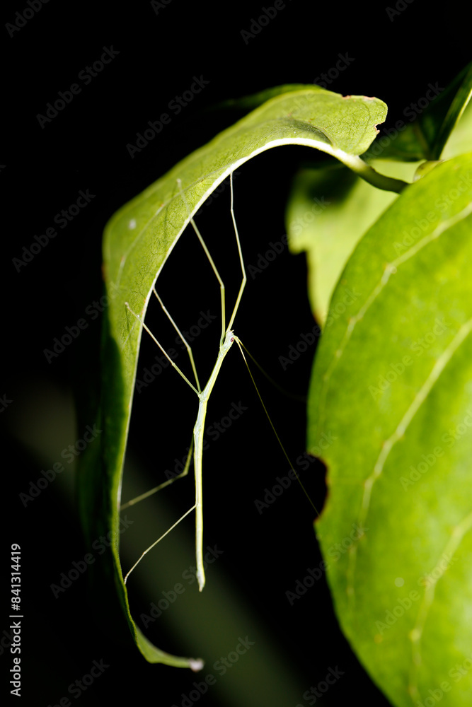 Stick Insect (aka Walking Stick) on a Leaf. Abai, Kinabatangan River ...