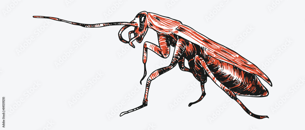 Set of hand drawn of cockroach. Sketch drawing. Side view. Isolated ...