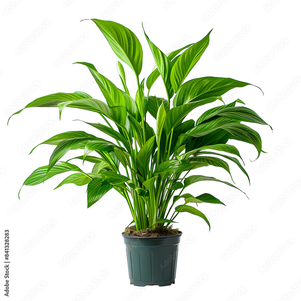 [Transparent Background PNG]Lush Green Peace Lily Plant Stock ...
