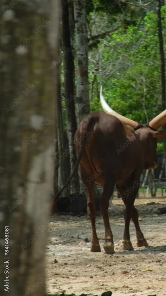 The Ankole cows of Uganda with very big white horns. Watussi cow Ankole ...