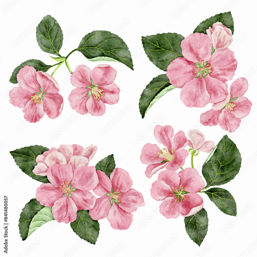 vector drawing apple blossoms, flowers of spring appletree, isolated at ...