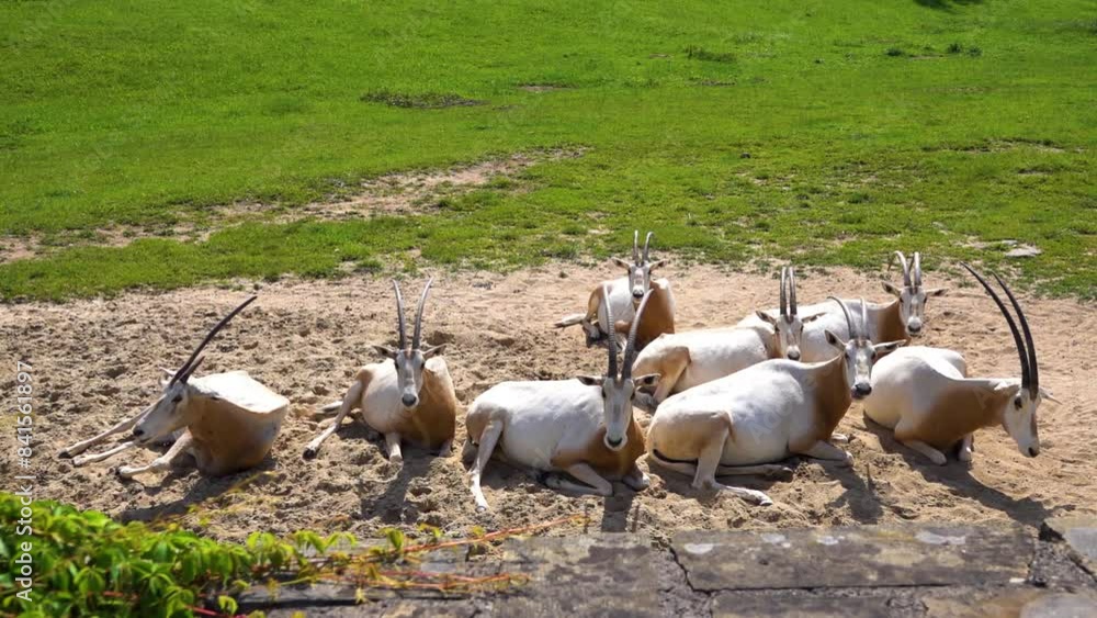 Scimitar oryx or scimitar-horned oryx (Oryx dammah, Sahara or algazel ...