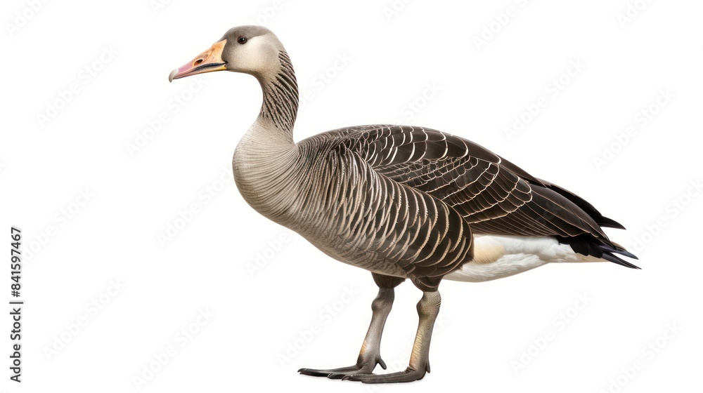 Emperor Goose full body clearly photo on white background , Stock Photo ...