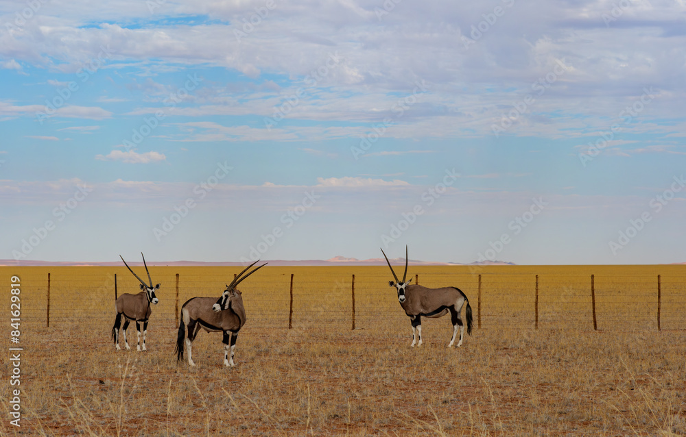 The gemsbok (Oryx gazella), or South African oryx, is a large antelope ...