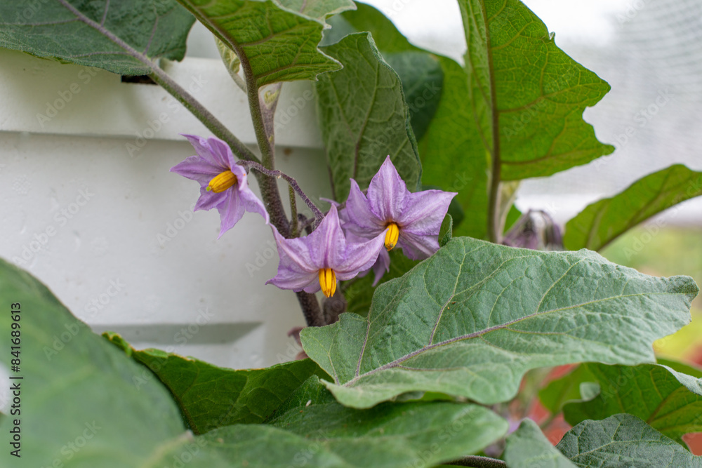 The flowers of a potato plant are small, delicate, star shaped, with ...