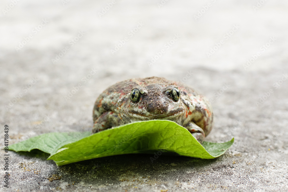 American frog, amphibian animal. Big toad from Australia, background ...