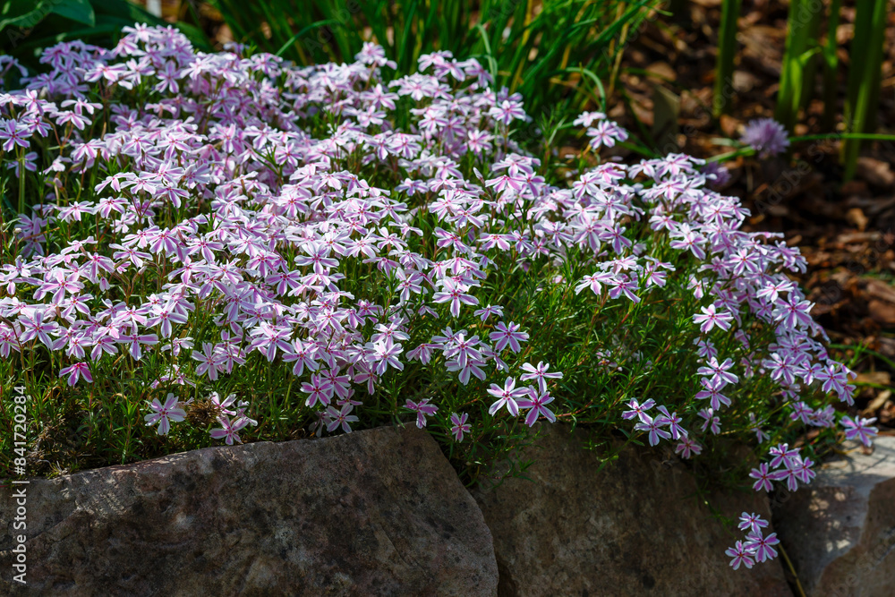 Phlox subulata ( lat. Phlox subulata ) is a perennial herbaceous plant ...