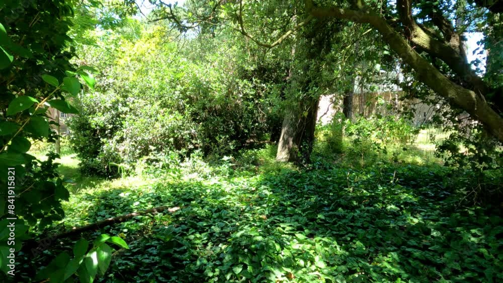 Arboreal Beauty: Showcasing Nature's Tree Diversity" captures the ...