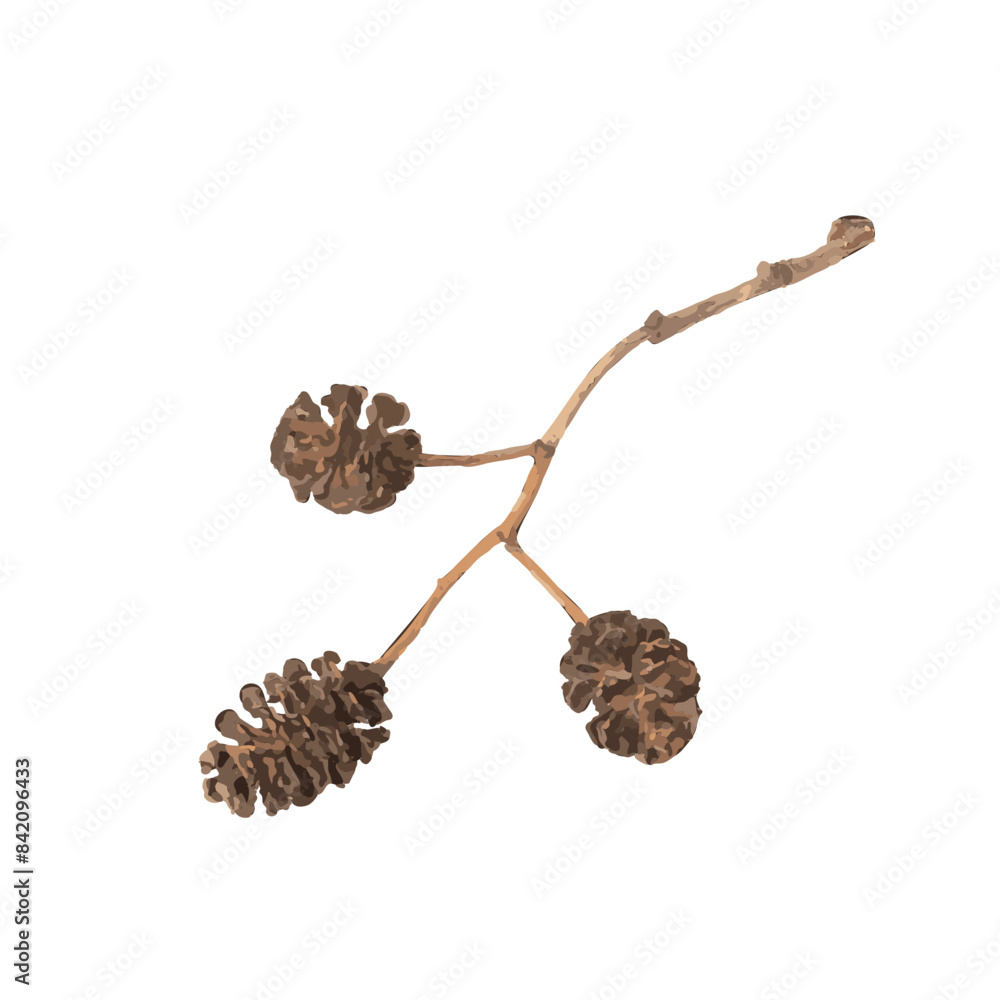 Alder Cones Icon, Alnus Cone Symbol, Dry Plant Branch Sign, Dry Alder ...