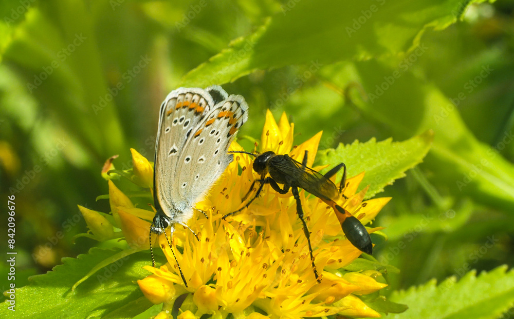 Sand burrowing wasp and Aricia. Sand burrowing wasp and Aricia collect ...