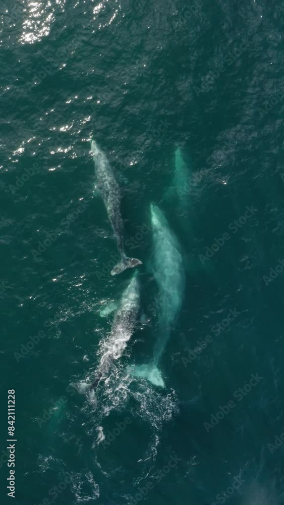 Vertical Screen: An aweinspiring aerial video captures the majestic ...