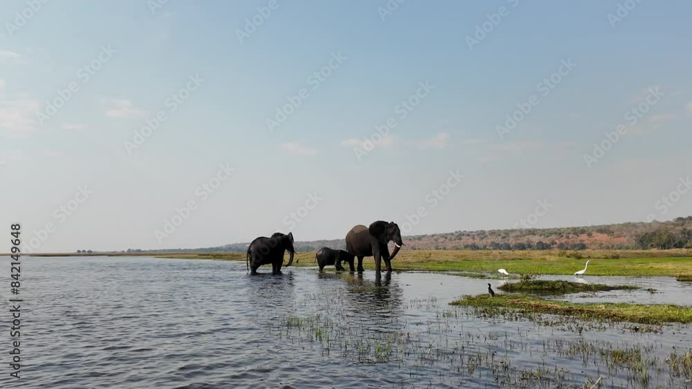 Vidéo Stock Elephants In River At Chobe National Park In Kasane ...