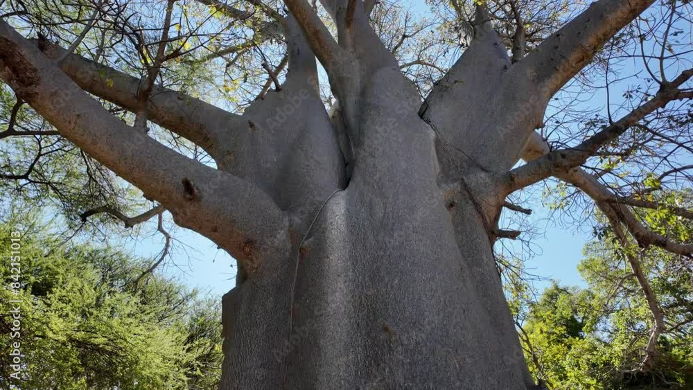 Scenic Baobab At Victoria Falls In Matabeleland North Zimbabwe. Baobab ...