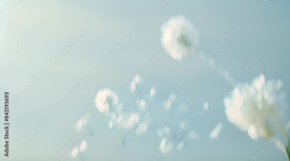 Dandelion fluff background for aesthetic minimalism style background ...