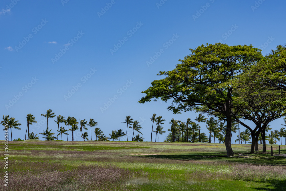 Samanea saman is a species of flowering tree in the pea family ...