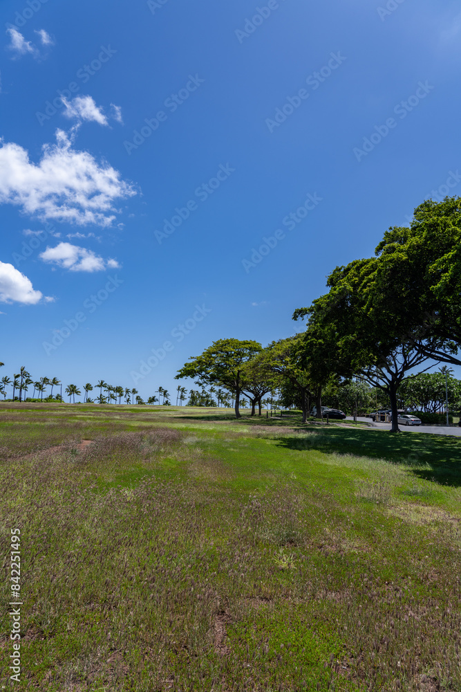 Samanea saman is a species of flowering tree in the pea family ...