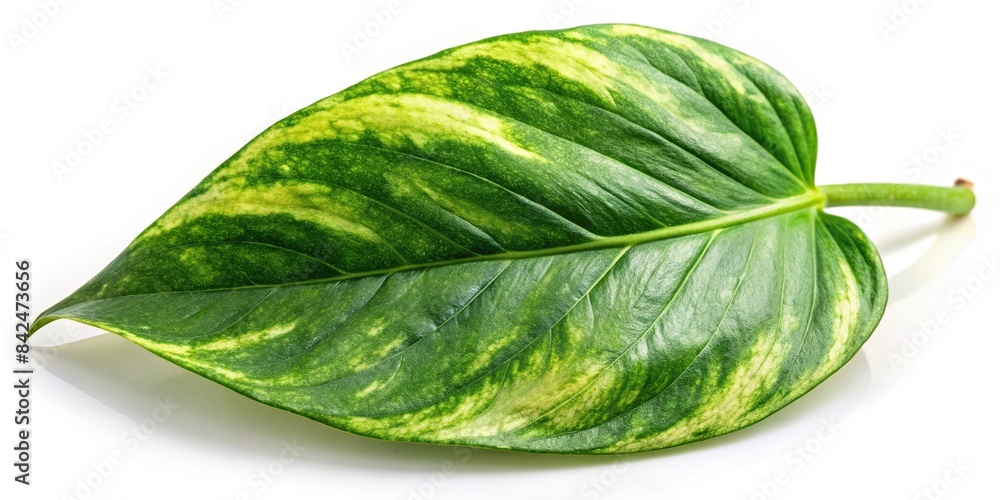 Pothos leaf isolated on white background, Pothos, leaf, plant, green ...