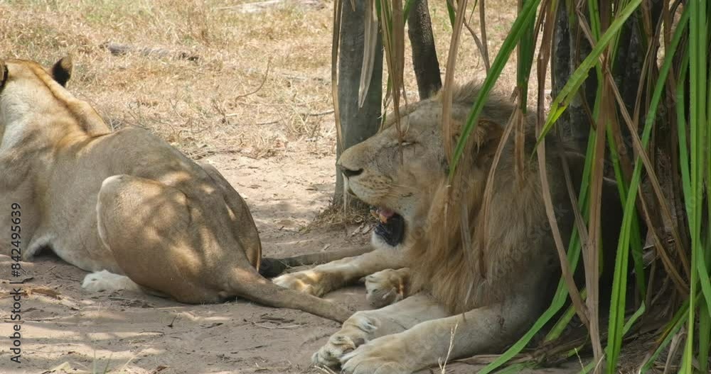 Panthera leo krugeri, Panthera leo melanochaita, a subspecies of lion ...