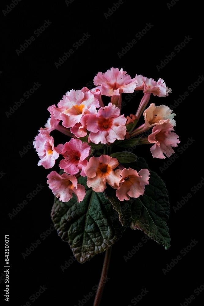 Flower Photography, Lantana camara 'Pink Caprice' Close up view ...