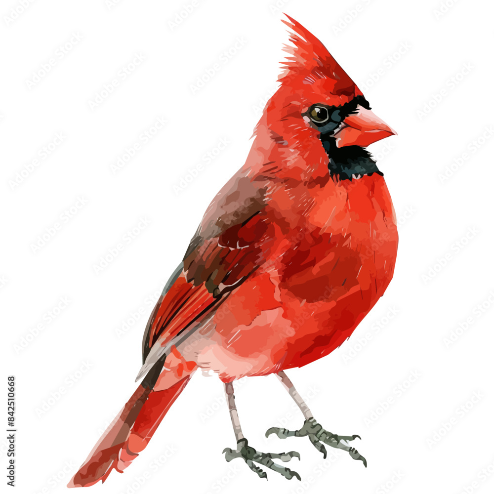 Watercolor vector of a red cardinal (Northern cardinal) bird, isolated ...