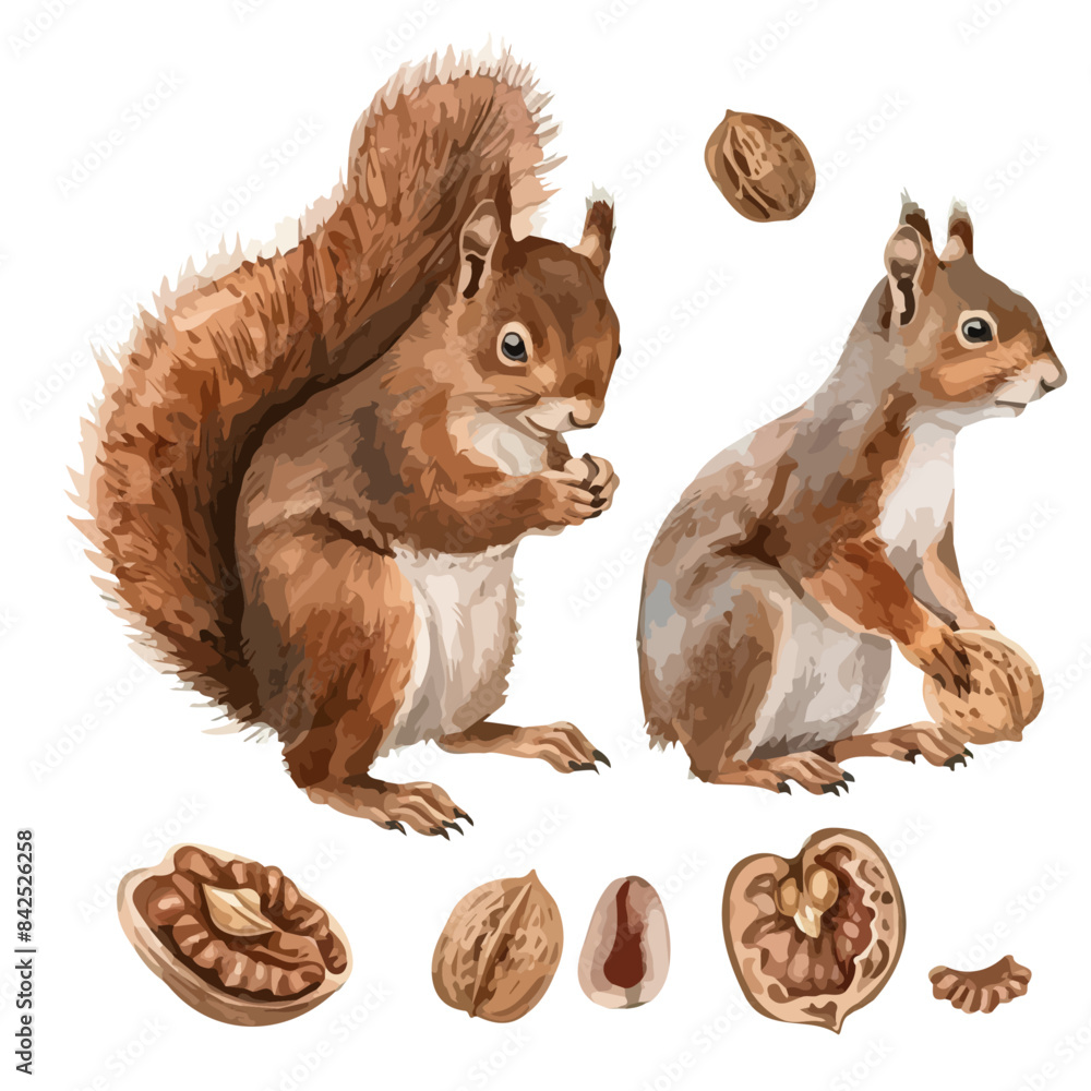 Watercolor clipart of a squirrel, isolated on a white background ...