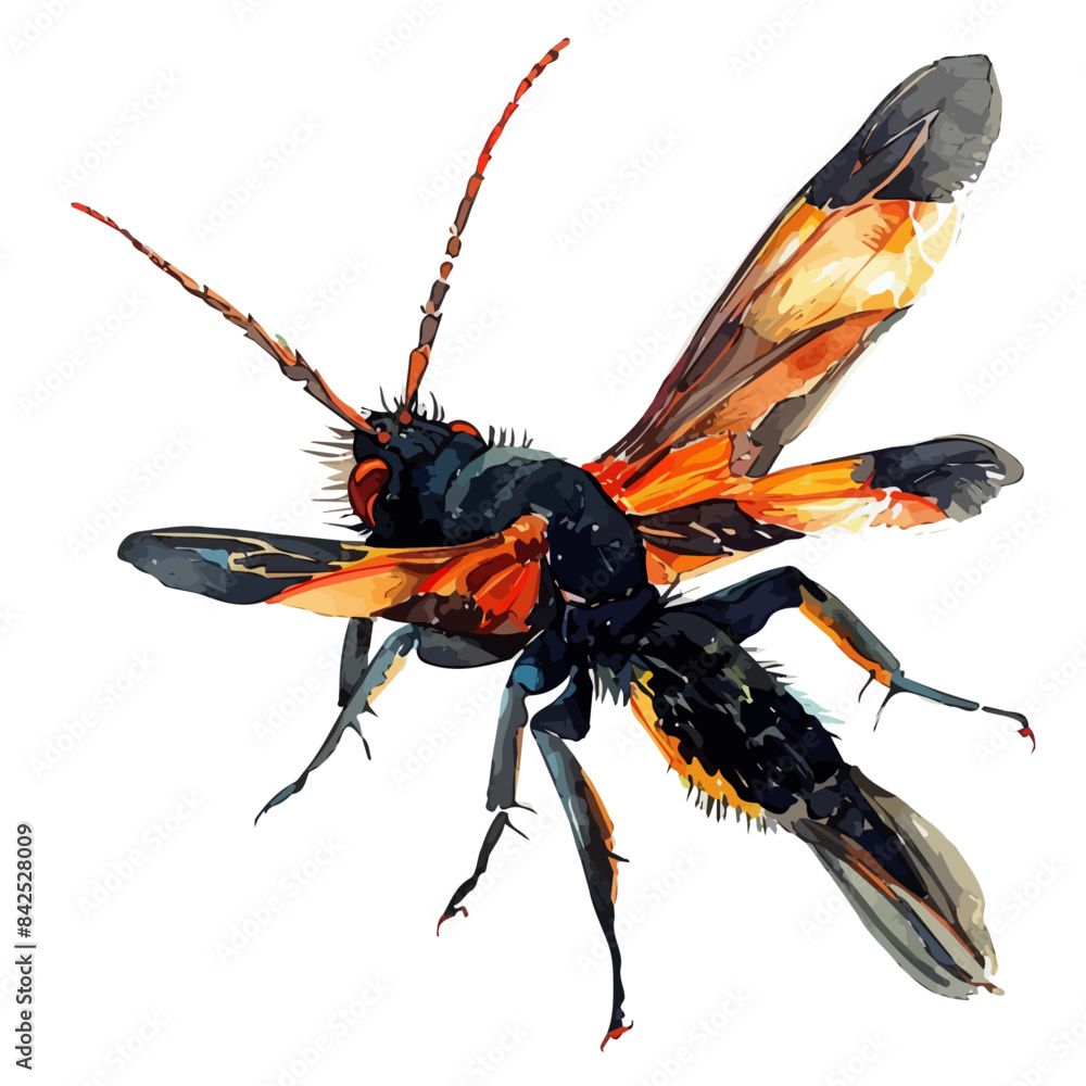 Watercolor painting of a tarantula hawk, isolated on a white background ...
