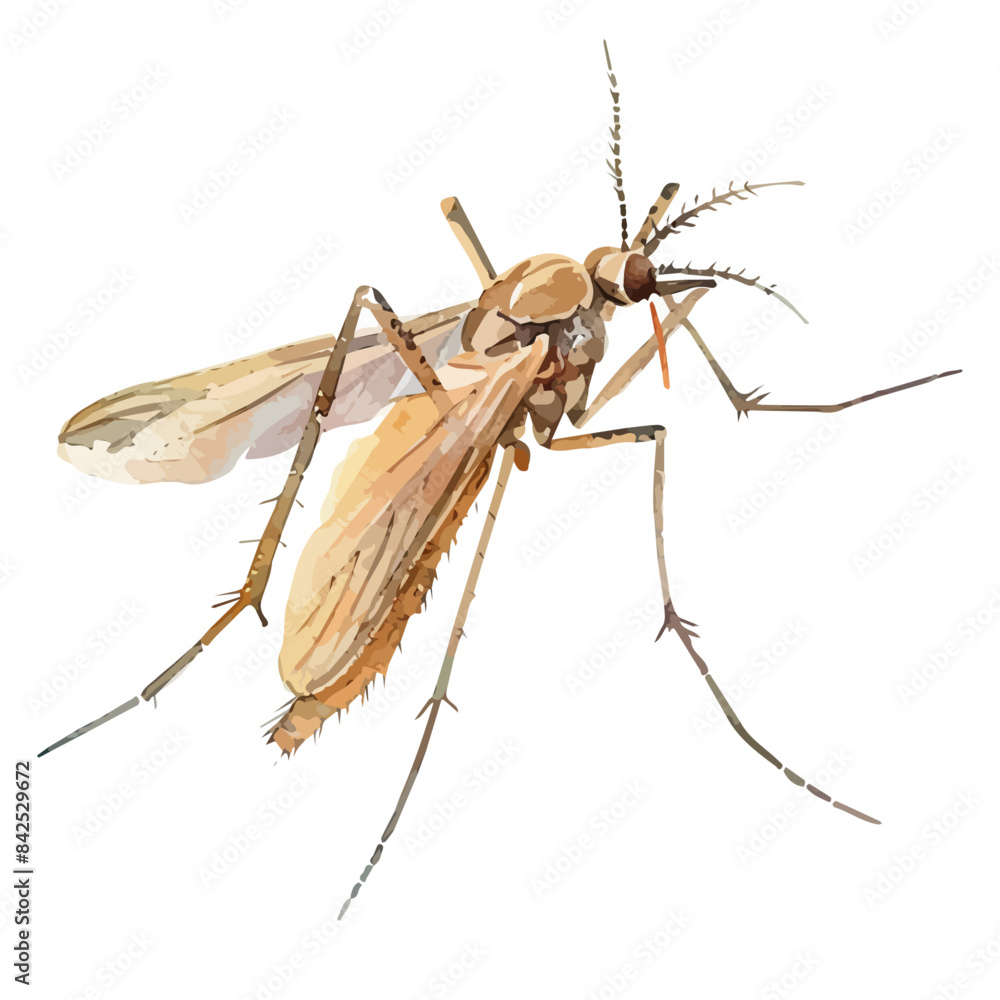 Vecteur Stock Watercolor Vector painting of a mosquito, isolated on a ... Vecteur Stock Watercolor Vector painting of a mosquito, isolated on a ...