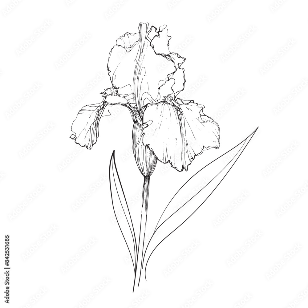 Iris flower hand drawing continuous line art drawing isolated on white ...