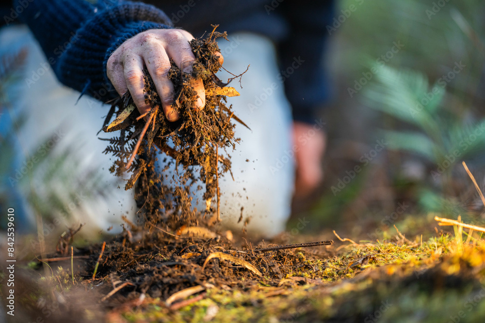 scientist researcher studying soil and forest health effects from ...